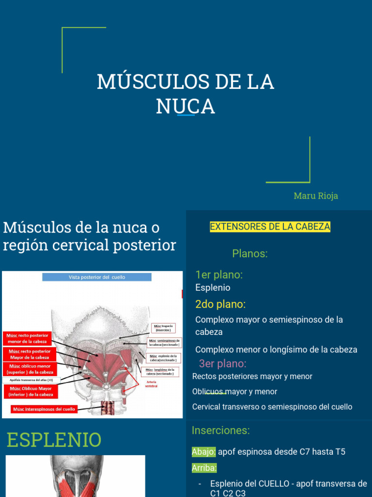 Músculos de La Nuca | Descargar gratis PDF | Sistema esquelético ...