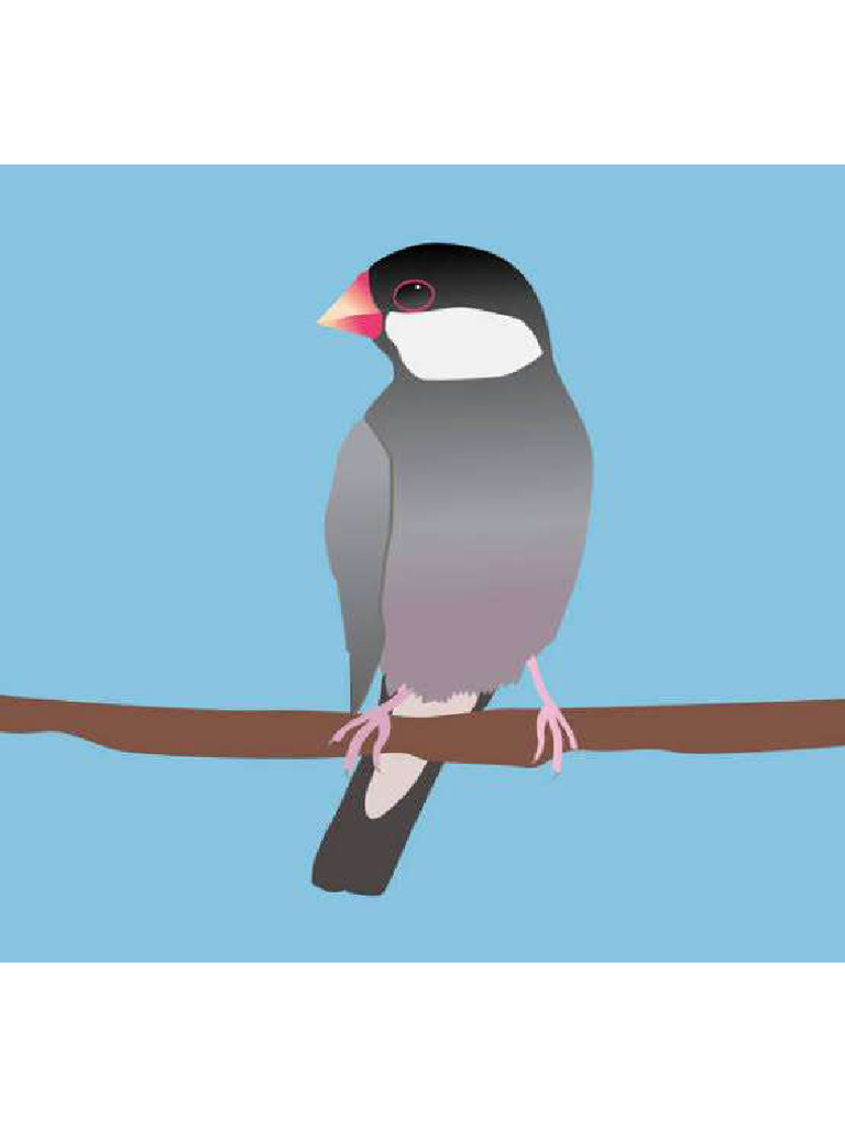 Pardal de Java | PDF