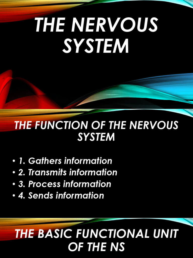 LESSON 3 Nervous System CNS | PDF | Central Nervous System | Spinal Cord