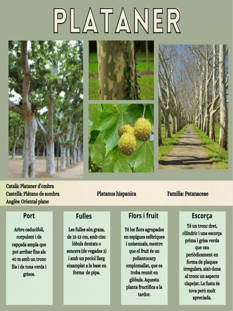 Daily Motivation | PDF