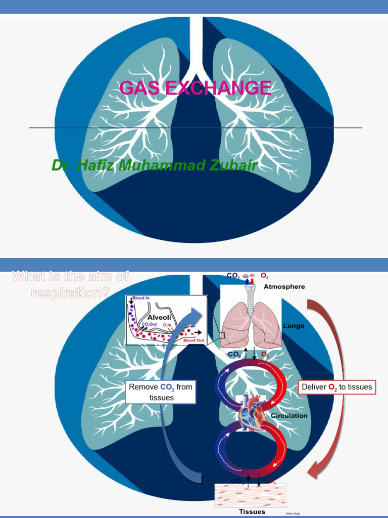 Gas Exchange | PDF | Respiratory System | Lung