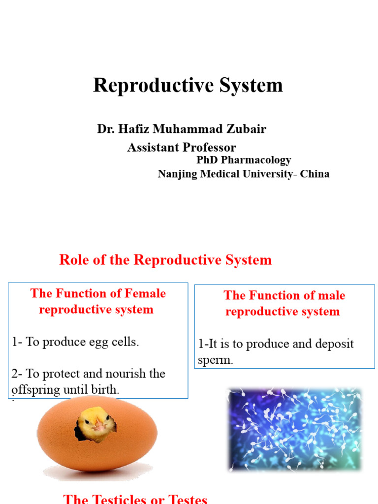 Reproductive System | PDF | Ovary | Testicle