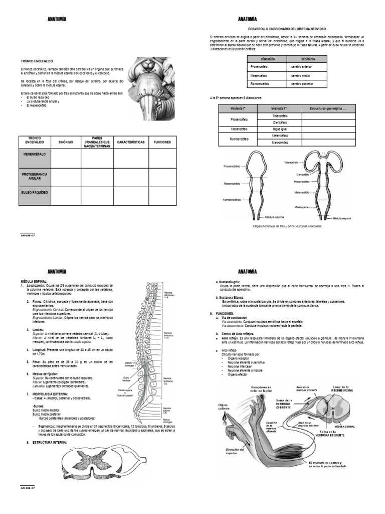 Anatomía del Sistema Nervioso | PDF | Médula espinal | Sistema nervioso central