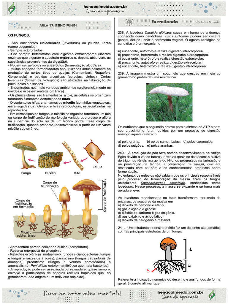 Aula 17 - Reino Fungi-4cc57544d0e78e20 | PDF | Fungo | Fermento