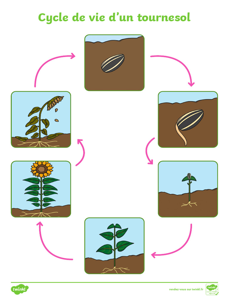 Cycle de Vie D'un Tournesol | PDF