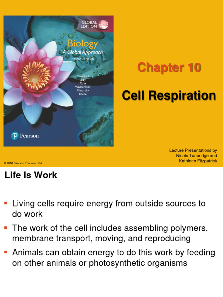 Week 5 Cellular Respiration | PDF | Cellular Respiration | Glycolysis