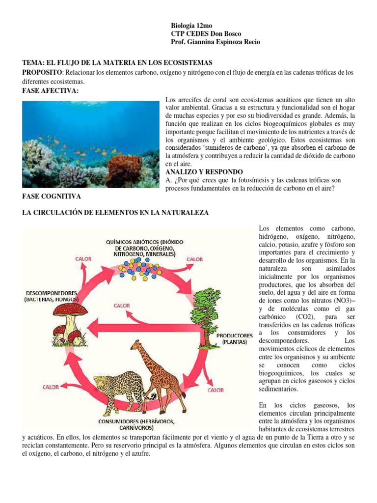 El Flujo de La Materia en Los Ecosistemas | PDF | Fotosíntesis | Oxígeno
