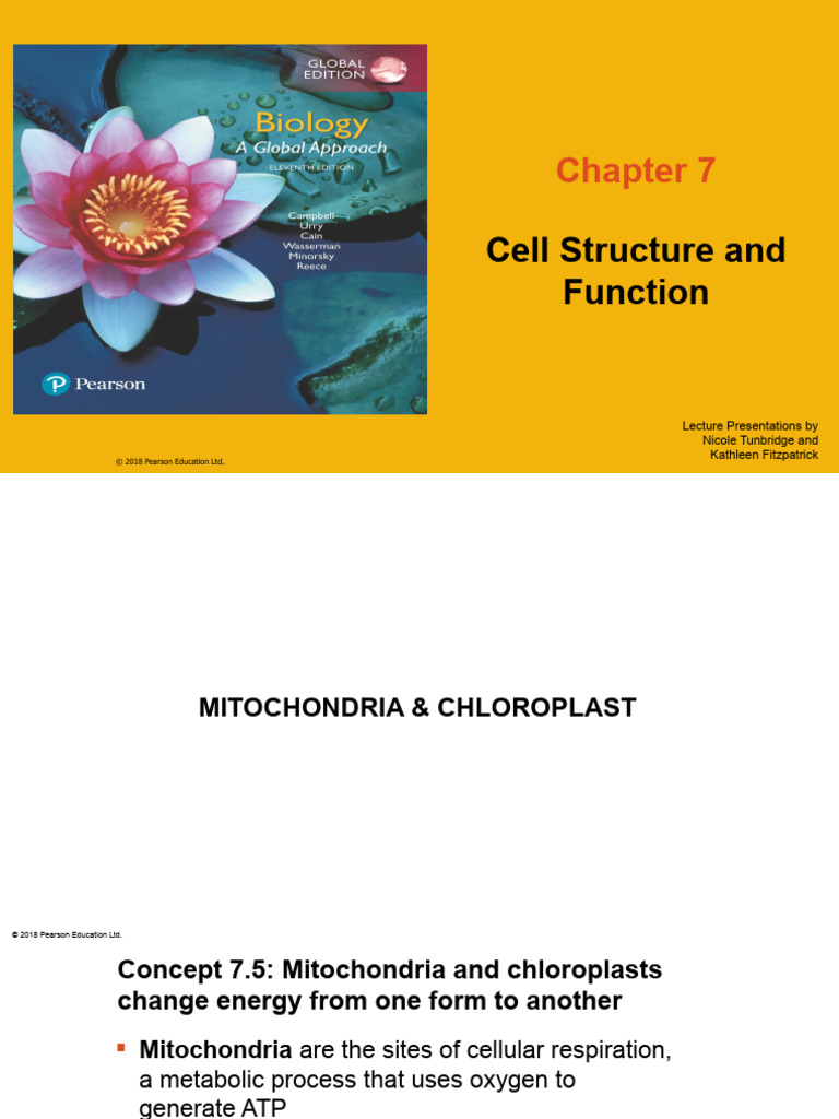 Week 2 Cell Structure and Function | PDF | Chloroplast | Cytoskeleton