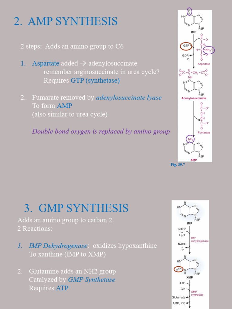 CH 39 Pyrimidine Synthesis | PDF | Nucleotides | Biosynthesis