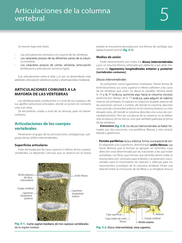 Articulaciones Columna Vertebral | PDF | La columna vertebral | Vértebra