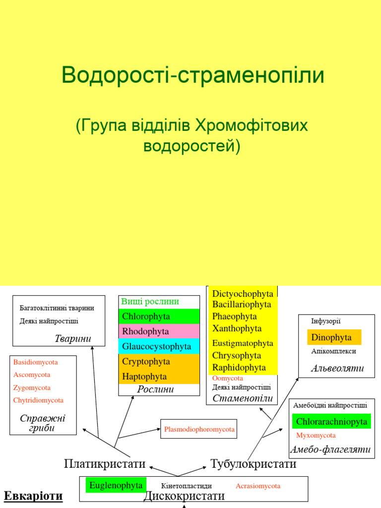 Algae-Lectia 3 Stramenopiles | PDF
