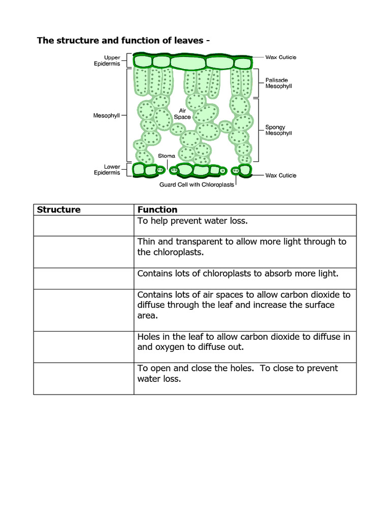 1 Structure & Functions of Leaf Worksheet | PDF