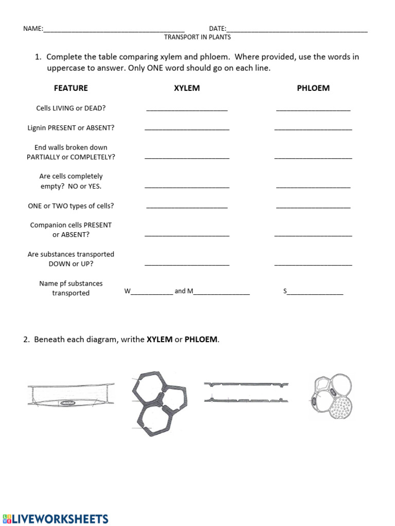Plant Transport System Worksheet | PDF | Organisms | Physiology