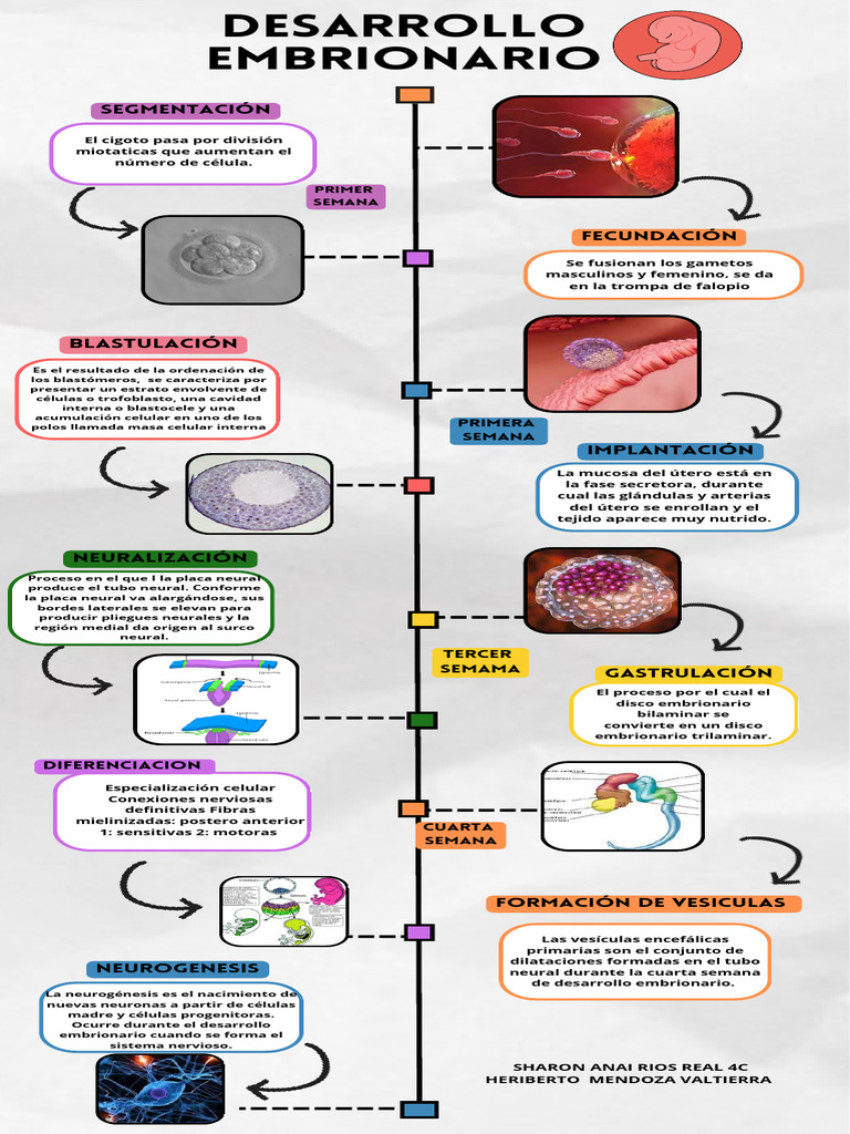 Infografia Línea Del Tiempo Desarrollo Embrionario | Descargar gratis ...