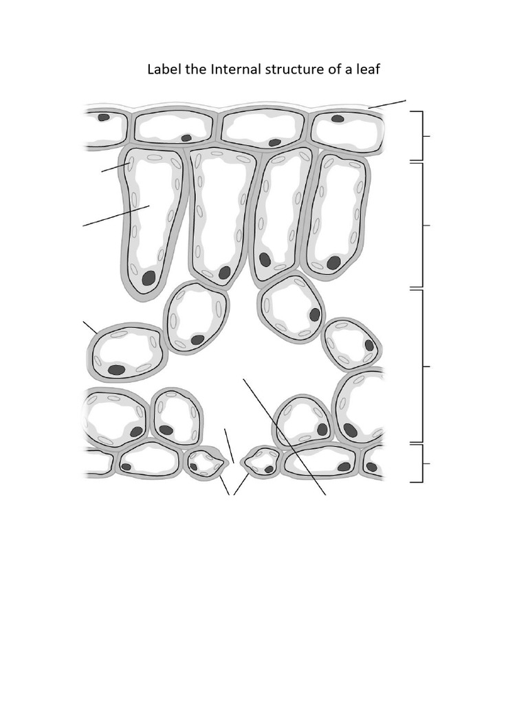 1 Label Internal Leaf Structure & Fill Functions | PDF 1 Label Internal Leaf Structure & Fill Functions | PDF