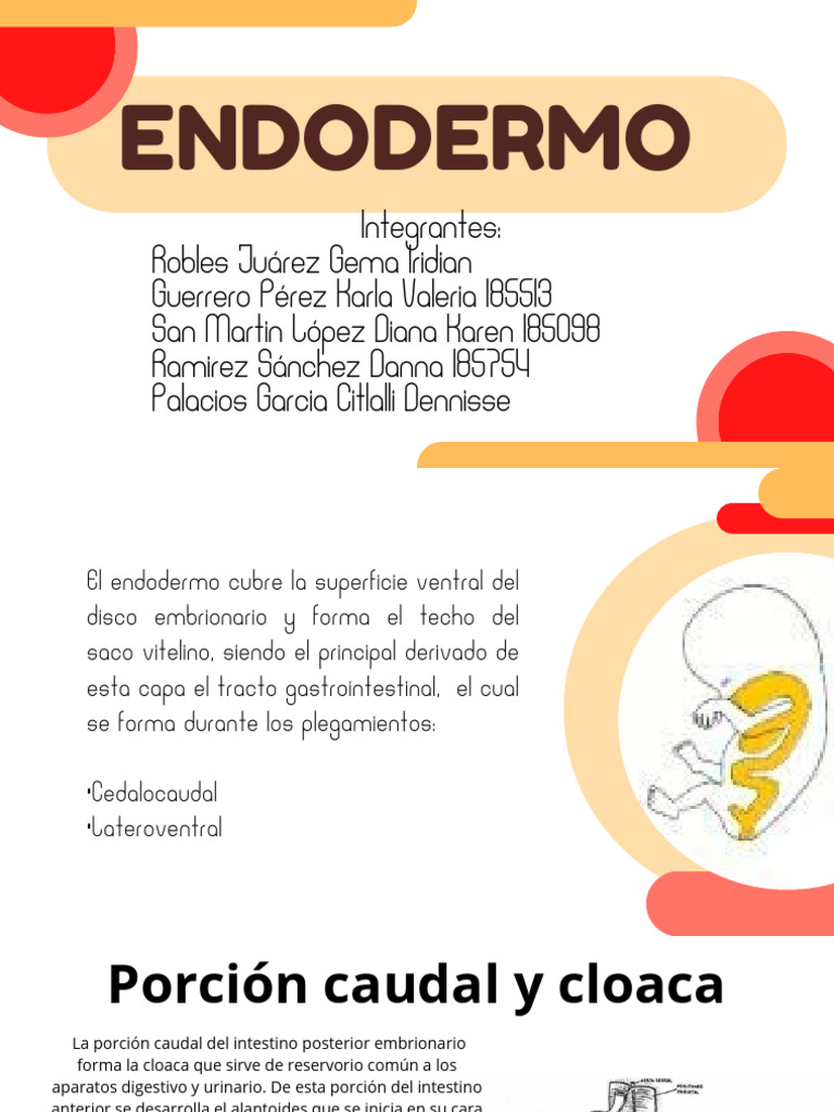 ENDODERMO | PDF | Intestino grueso | Tracto gastrointestinal
