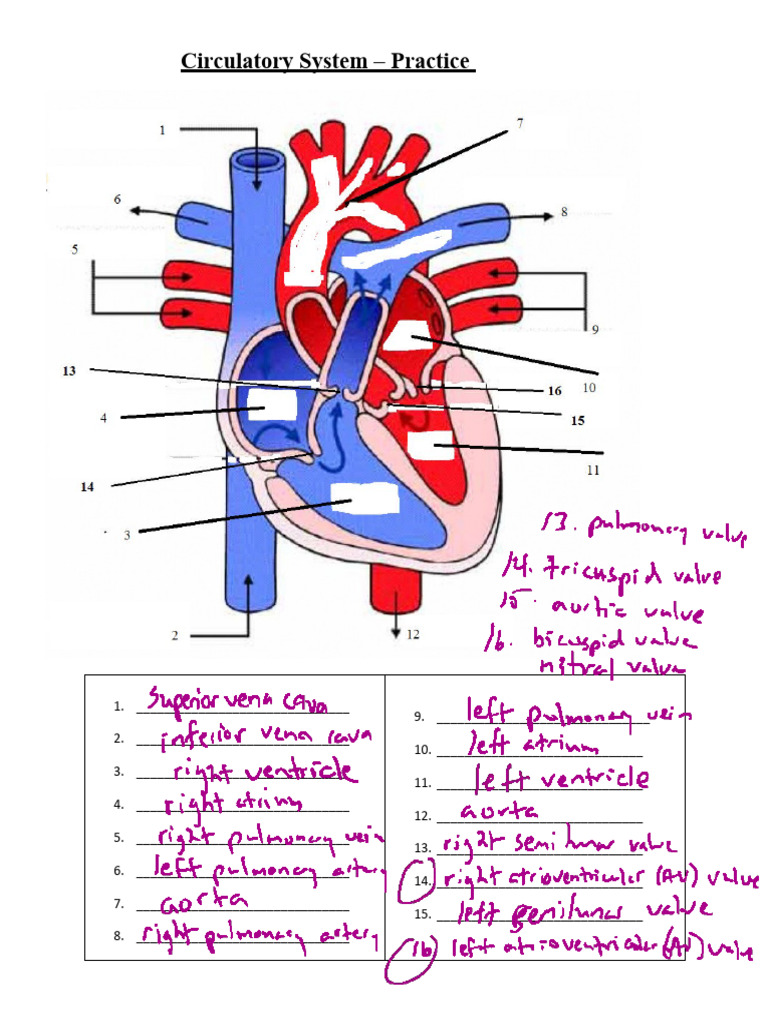 Lesson 4 (SOLUTIONS) - CIrculatory System - Heart Diagram | PDF