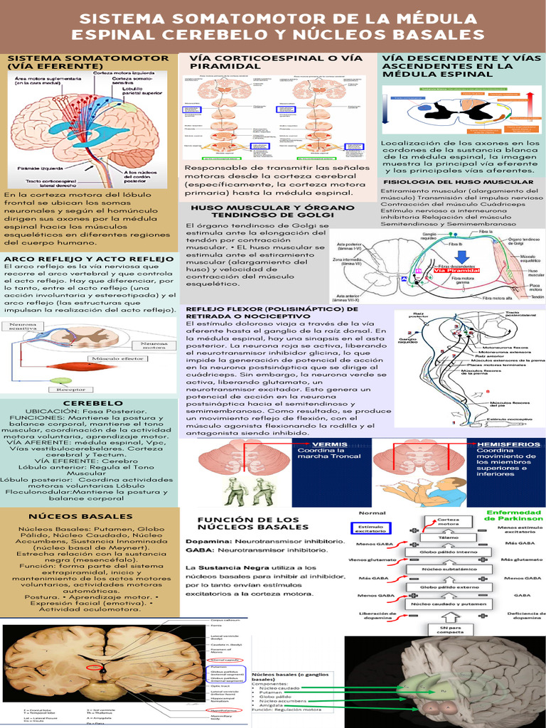 Sietema Somatomotor de La Médula Espinal Cerebelo y Núcleos Basales ...