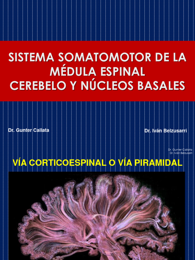 Sesión 11_ Sistema Somatomotor de la Médula Espinal. Cerebelo y Ganglios Basales | PDF ...