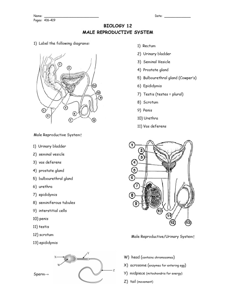 Biology 12 Worksheet Male Reproductive System | PDF | Testicle | Prostate