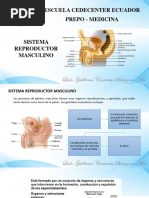 Anatomía y Funciones del Escroto | PDF | Testículo | Artería
