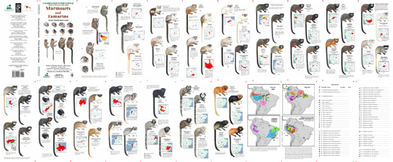 Folder - Callitrichids | PDF | Amazon River