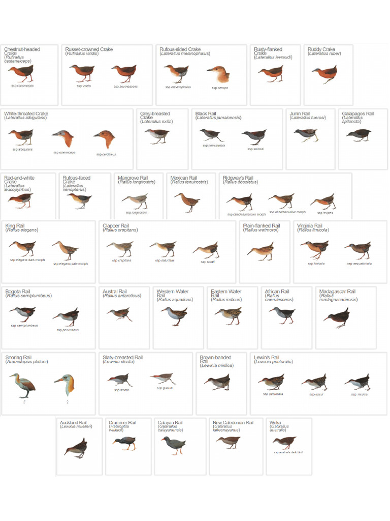 Folder - Rallidae | PDF