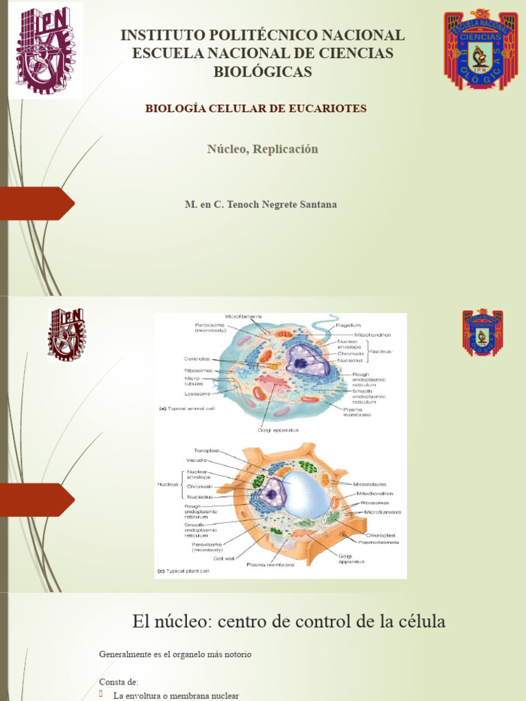 23-2 1QM1 Nucleo, Replicación | Descargar gratis PDF | Adn | Nucleo celular