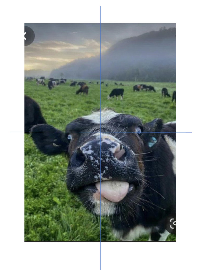 Cow | PDF