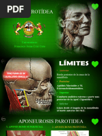 Celda Parotídea y Glandula Parotida RESUMEN | PDF ...