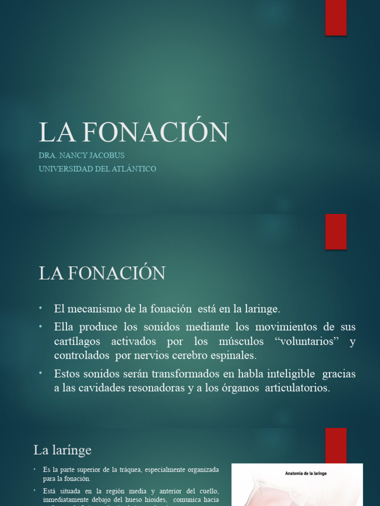 La Fonación | Descargar gratis PDF | Laringe | Anatomía humana