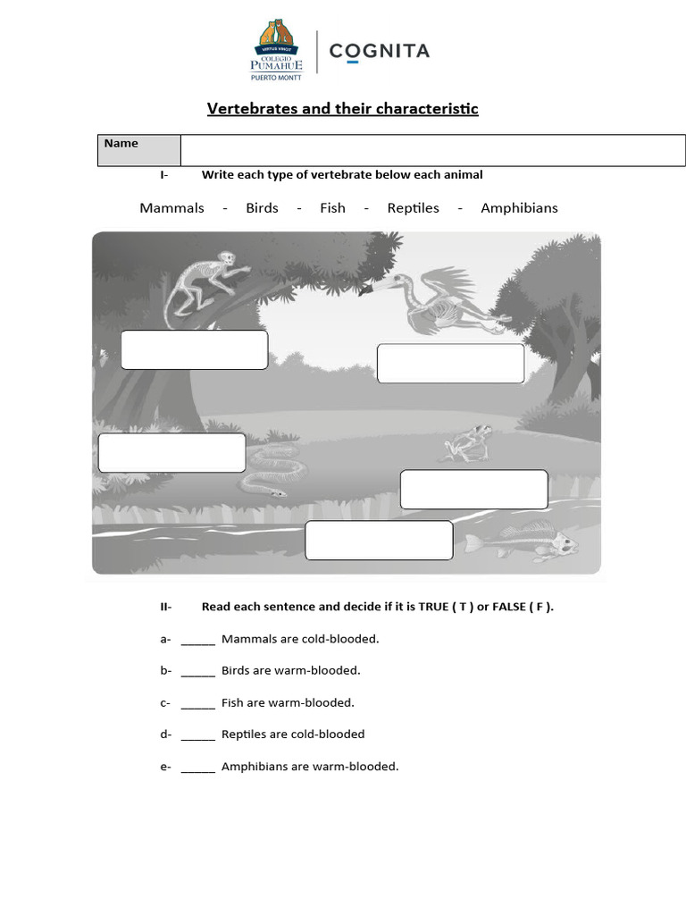 Vertebrate Characteristics Worksheet | PDF | Foreign Language Studies
