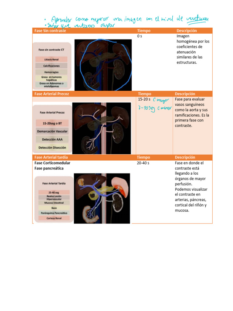 Fase Corticomedular en Imágenes Médicas | PDF | Riñón | Morfología ...