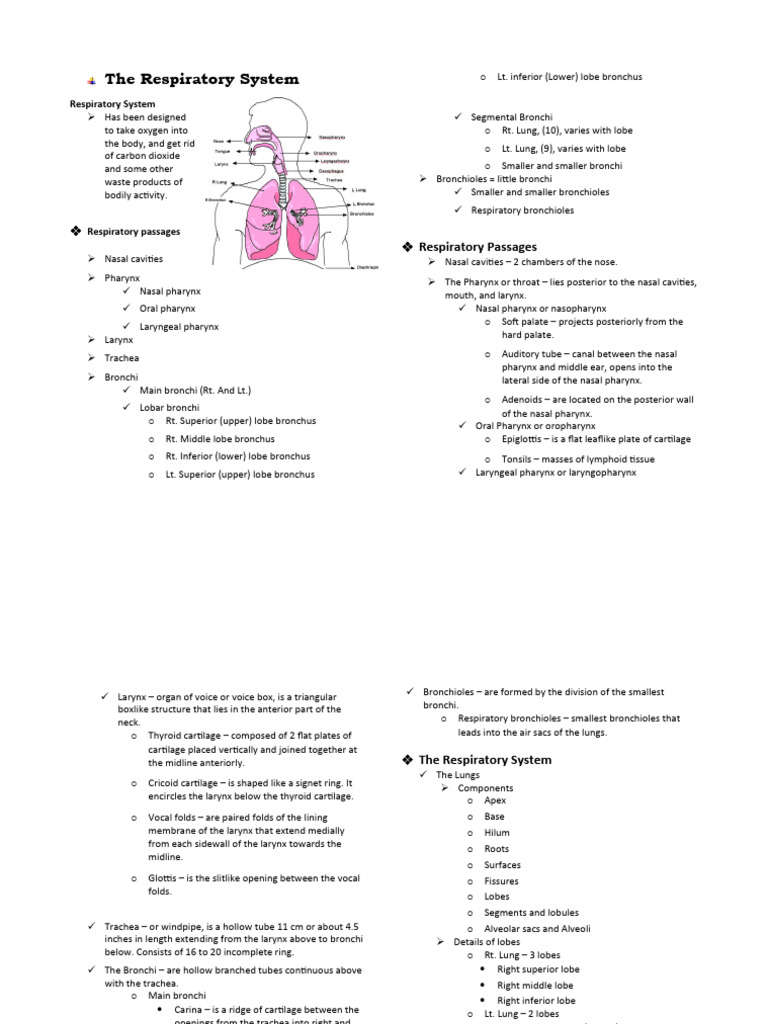 The Respiratory System | PDF | Lung | Respiratory Tract