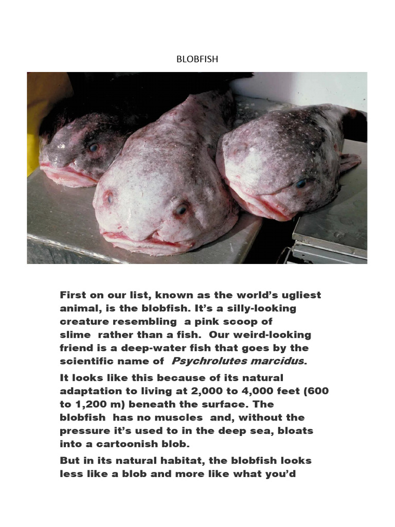 ugliest animals | PDF | Frog | Zoology