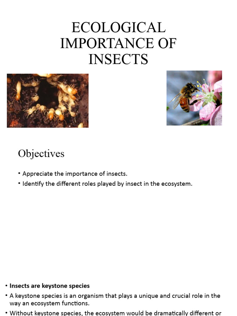 Ecological Roles of Insects Explained | PDF | Soil | Ecosystem
