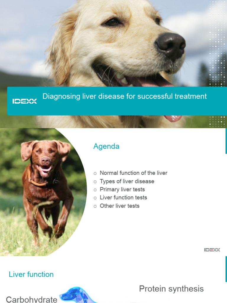 IDEXX Webinar Liver Disease | PDF | Liver | Medical Specialties