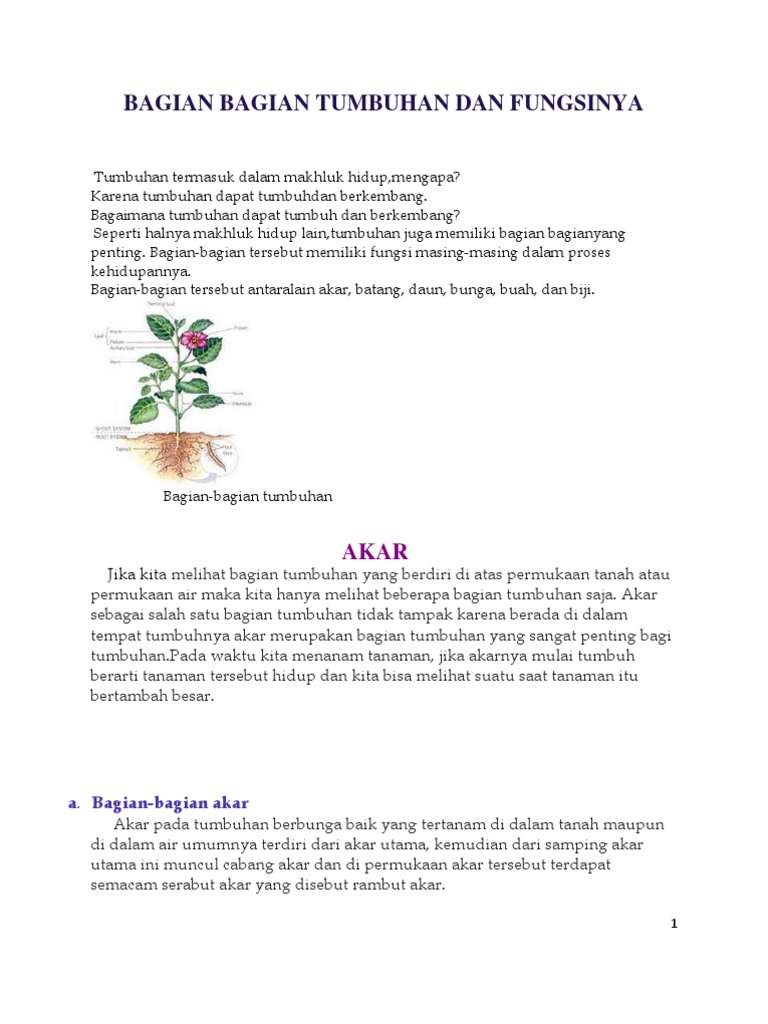 Bagian Bagian Tumbuhan Dan Fungsinya | PDF | Griya & Taman | Kesehatan Holistik