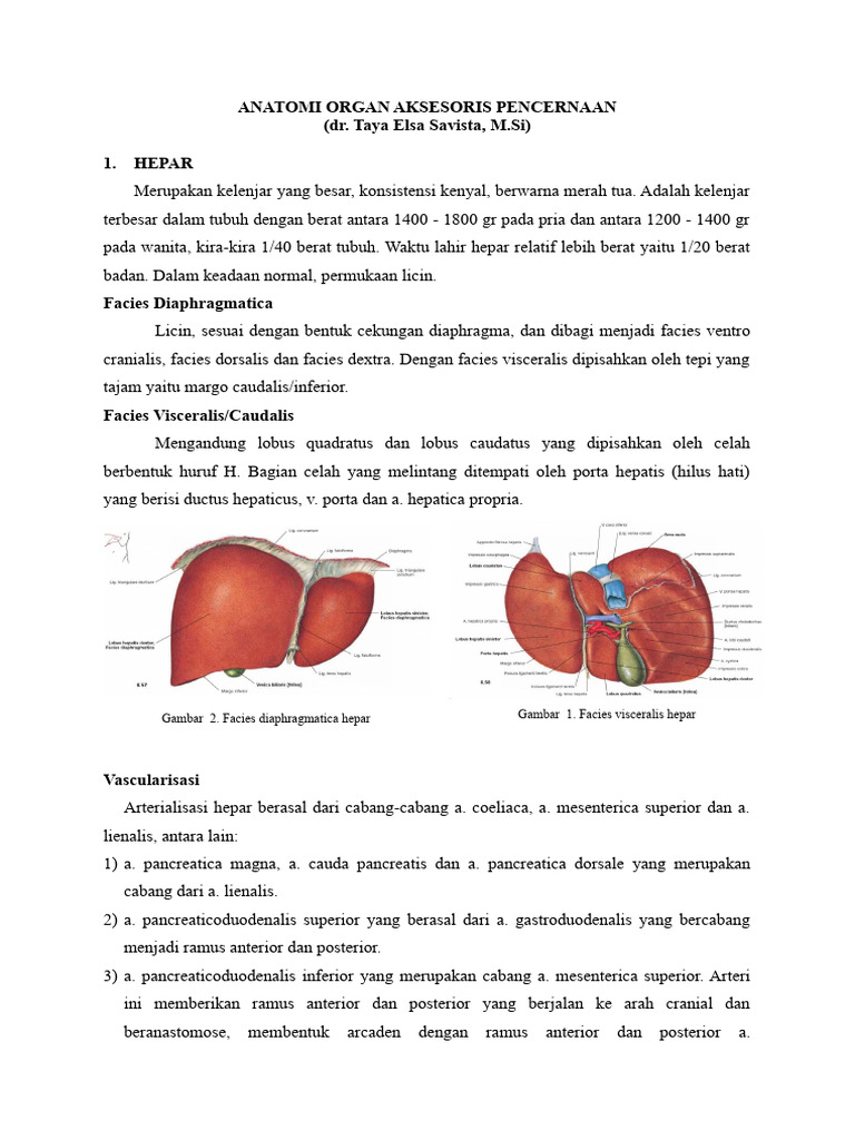 Anatomi Hepar dan Organ Aksesoris Pencernaan | PDF