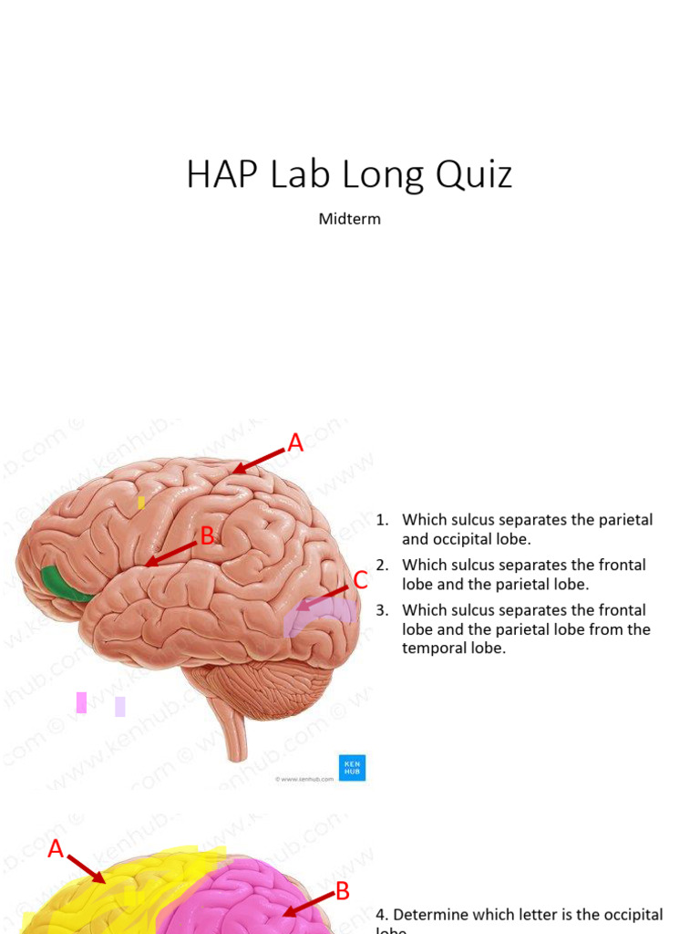 HAP Lab Quiz (Midterm) | PDF | Blood Type | Parietal Lobe