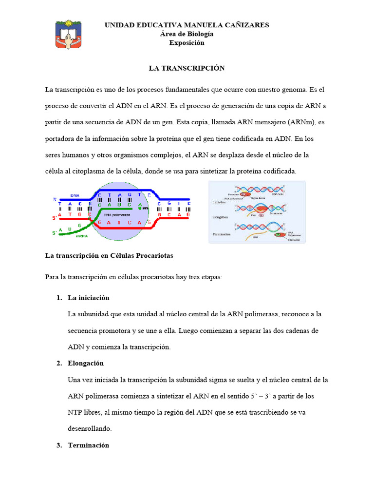 Transcripción del ADN al ARN | PDF | Rna | Adn