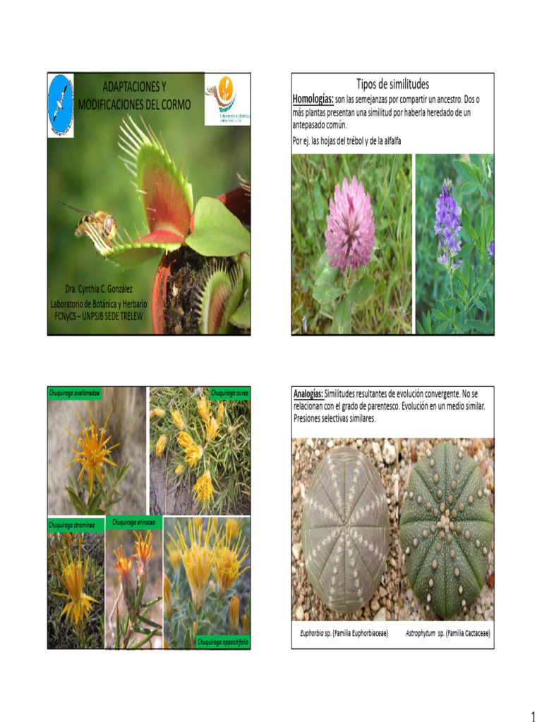 TEORICO 12 Adaptaciones | PDF | Tallo de la planta | Hoja