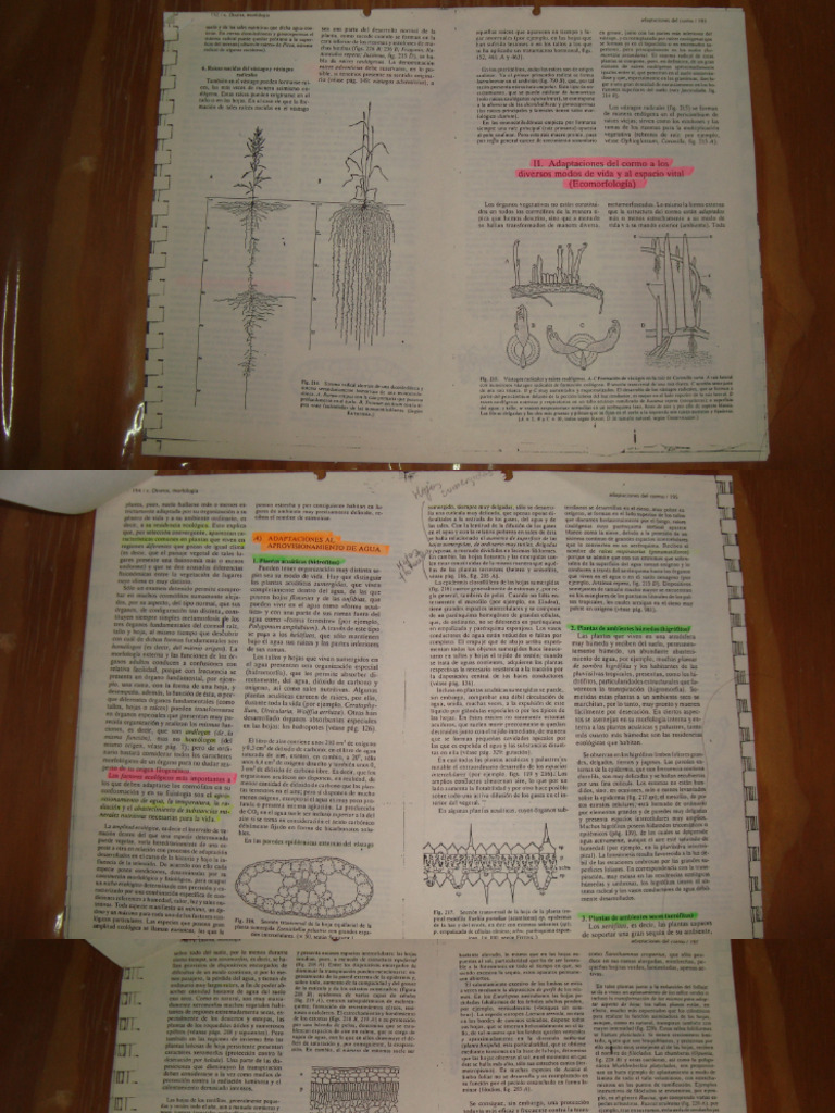 Adaptaciones Del Cormo Strasburger | PDF