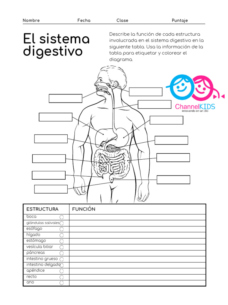 Hoja de Trabajo - Sistema Digestivo | PDF