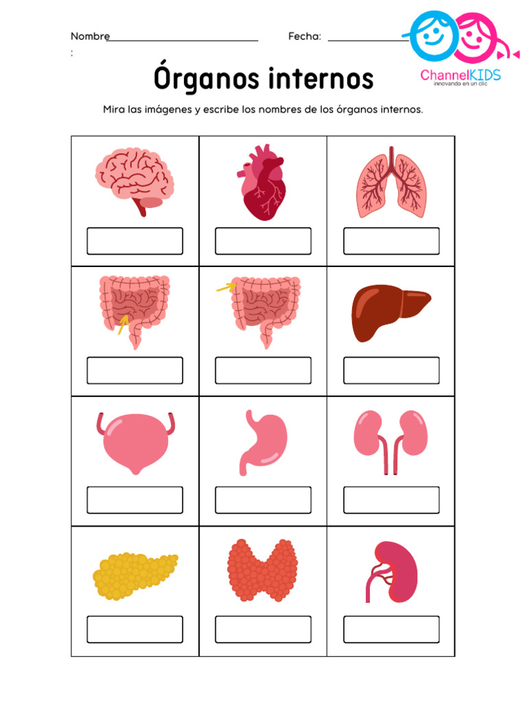 Hoja de Trabajo de Vocabulario de Órganos Internos | PDF