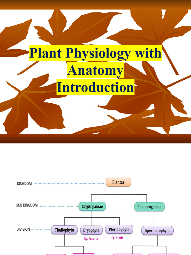 Understanding Plant Physiology and Anatomy | PDF | Plant Stem | Tissue ...