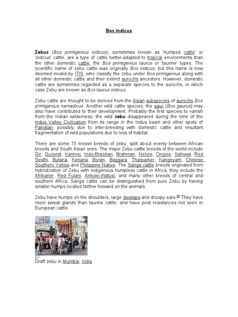 Bos Indicus: Primigenius Namadicus. Another Wild Cattle Species, The ...