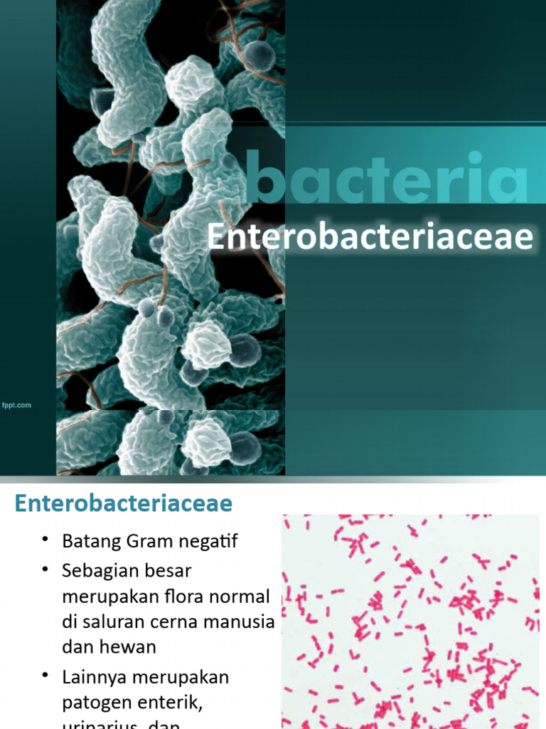 Karakteristik dan Patogen Enterobacteriaceae | PDF