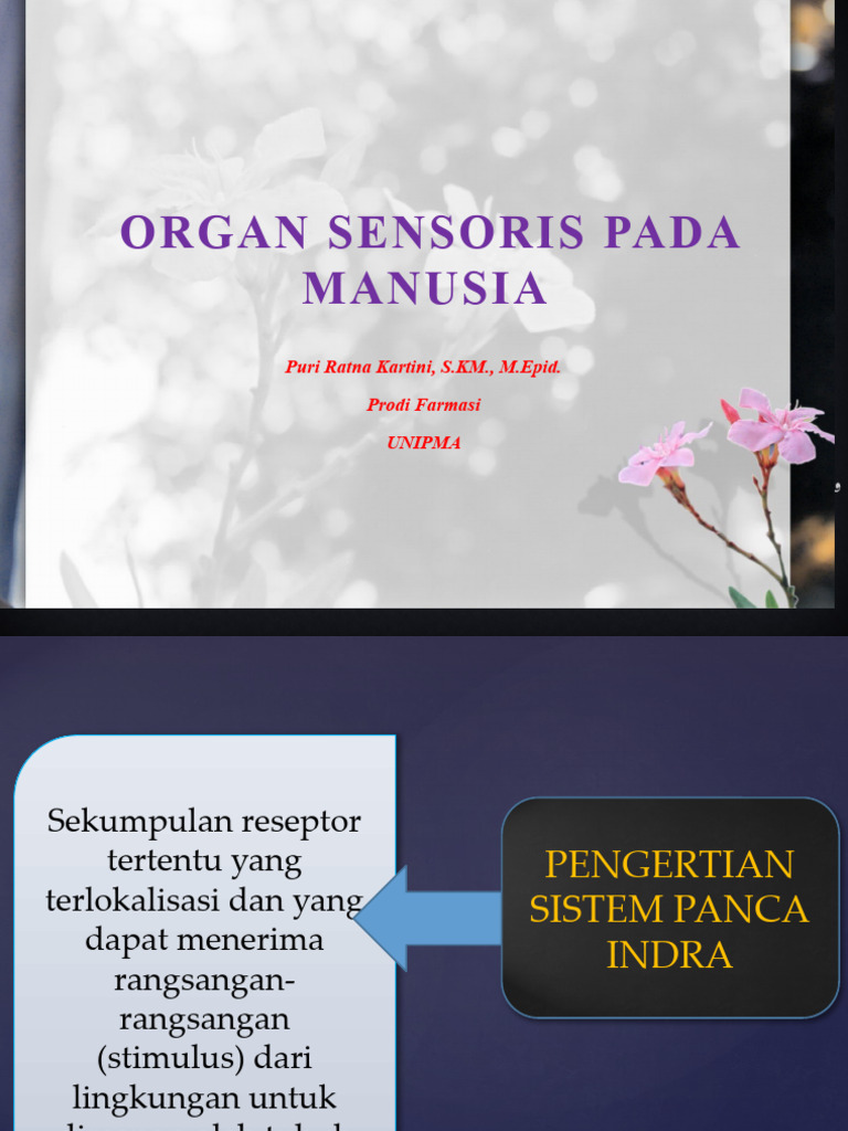 Organ - Sensoris - Manusia | PDF