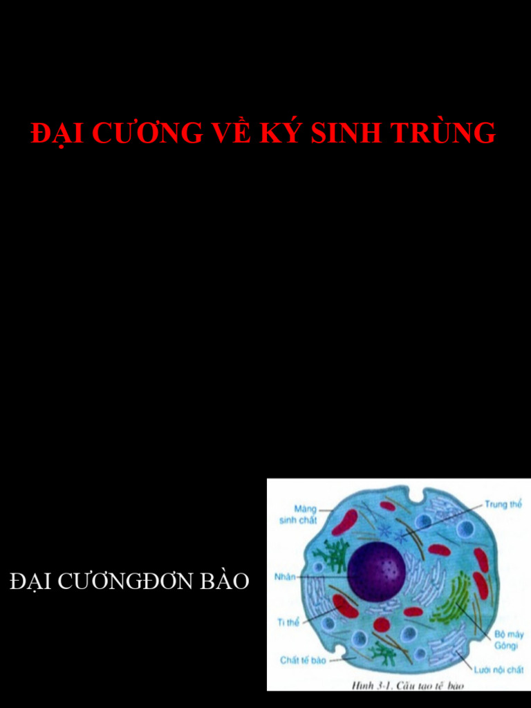 Đ I Cương KST | PDF